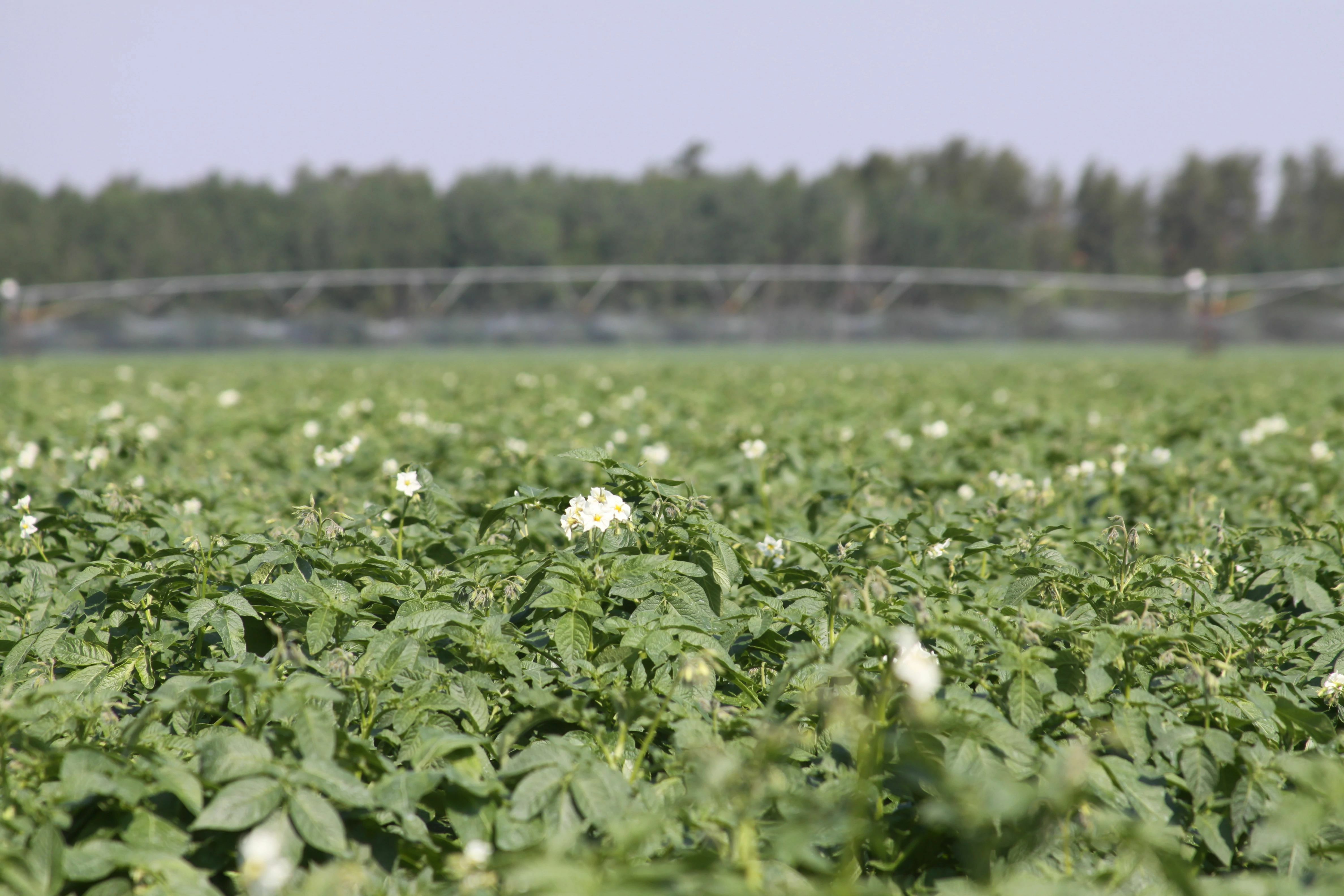 R.D. Offutt Farms Marks 60 Years of Sustainable… | RD Offutt Farms
