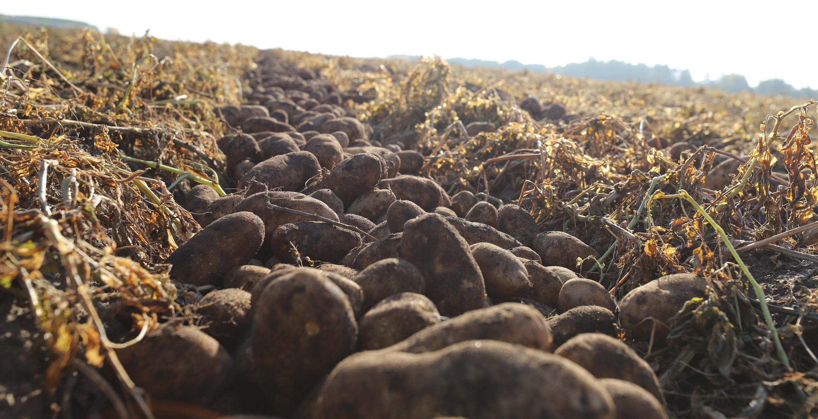 R.D. Offutt Farms to Host 7th Annual Potato Field… | RD Offutt Farms