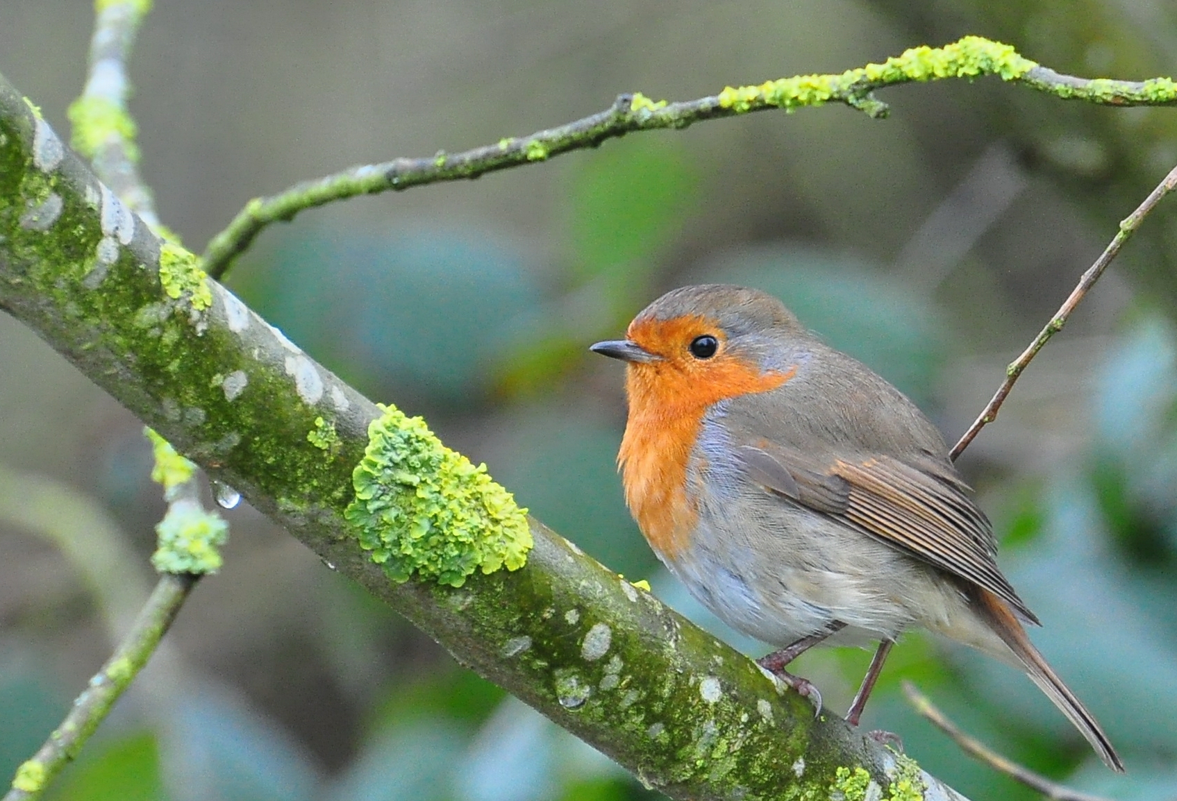 A cute Robin | Robin bird, European robin, Animal planet