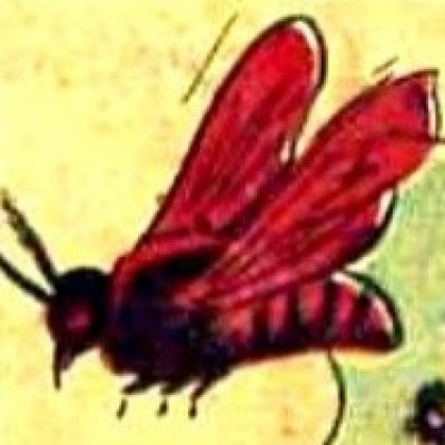 Michael the Bee (Quality Universe) - DC Comics