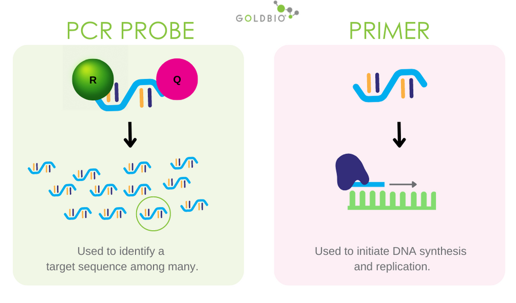 How to choose a PCR Probe | GoldBio
