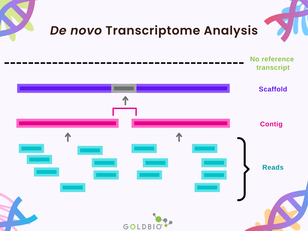 An Overview On RNA Sequence Analysis | GoldBio