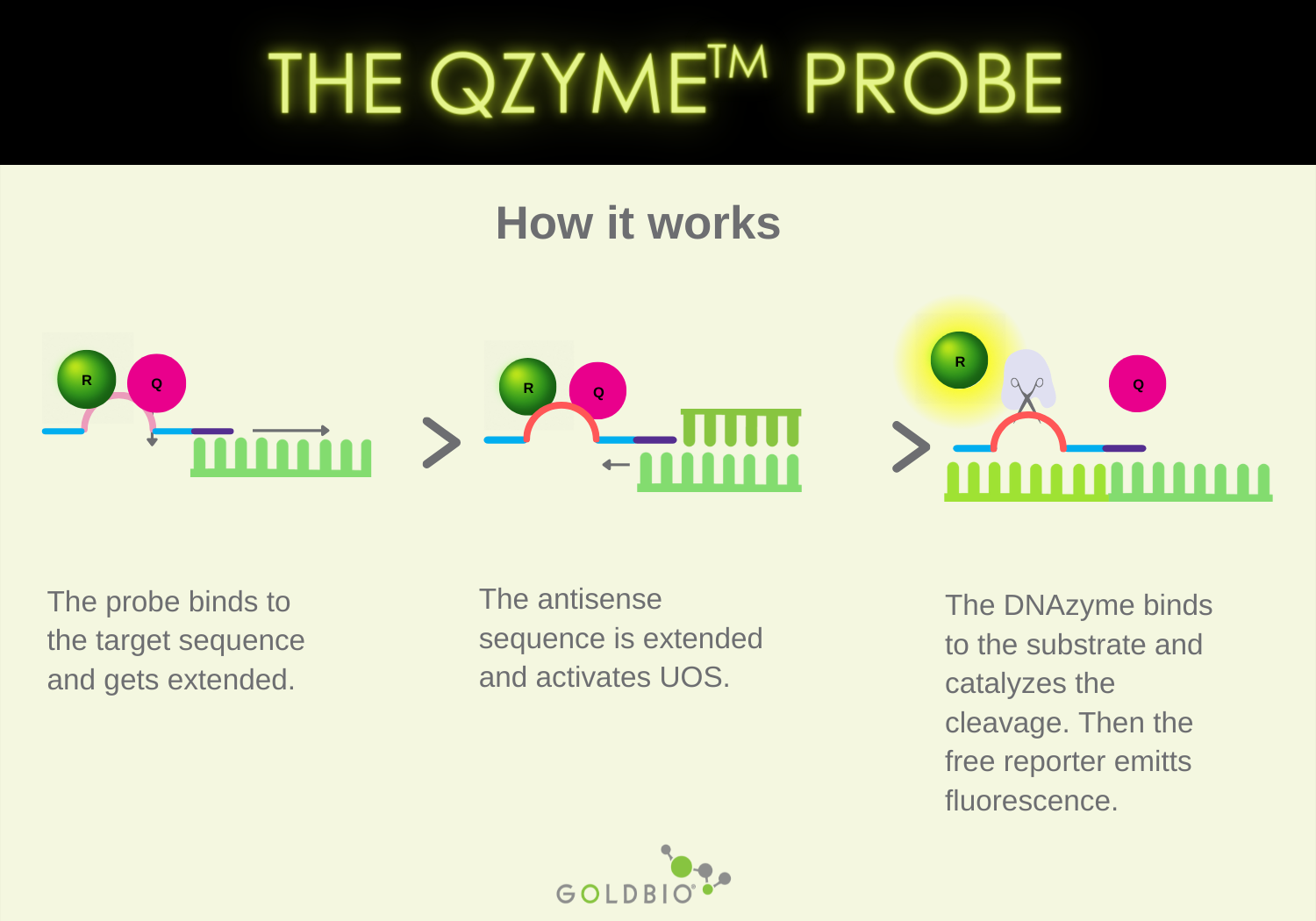 Overview: Types of PCR Probes | GoldBio