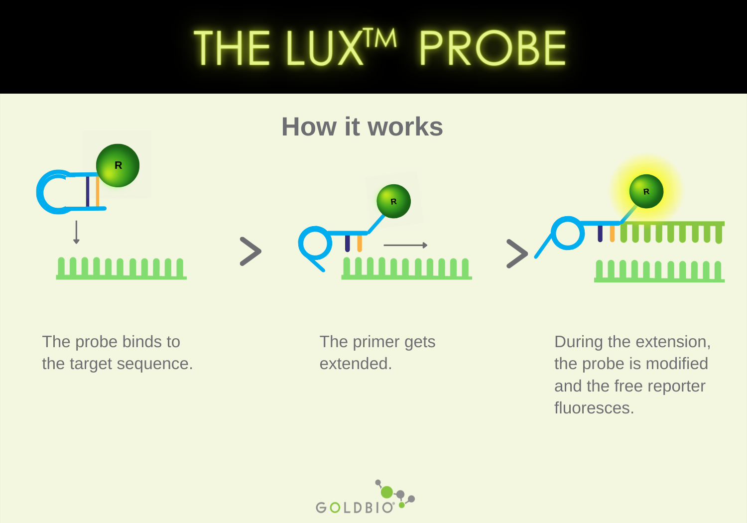 Overview: Types of PCR Probes | GoldBio