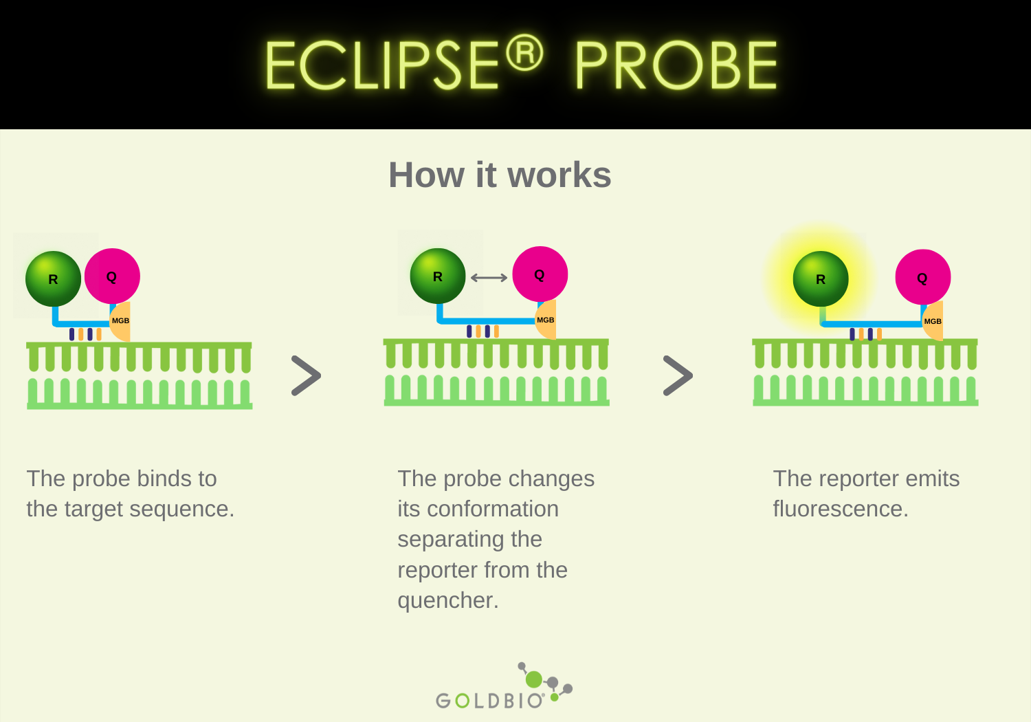 Overview: Types of PCR Probes | GoldBio