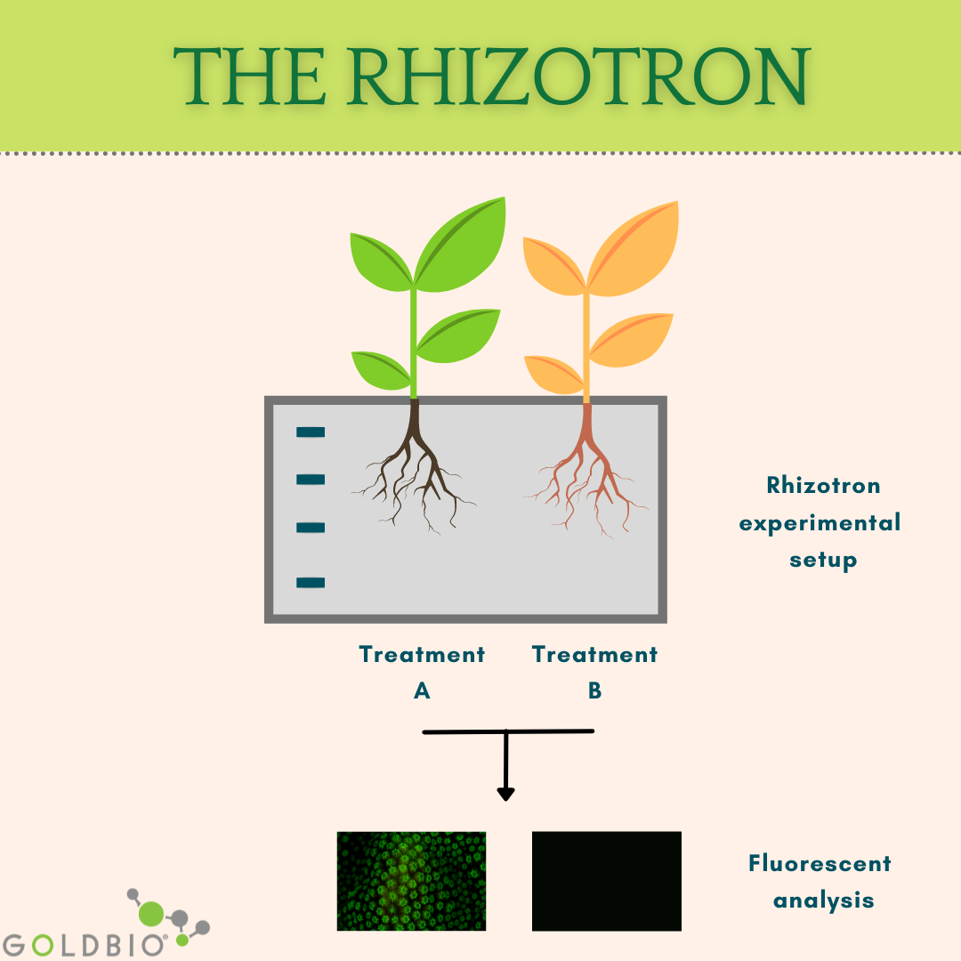 Plant Imaging | GoldBio