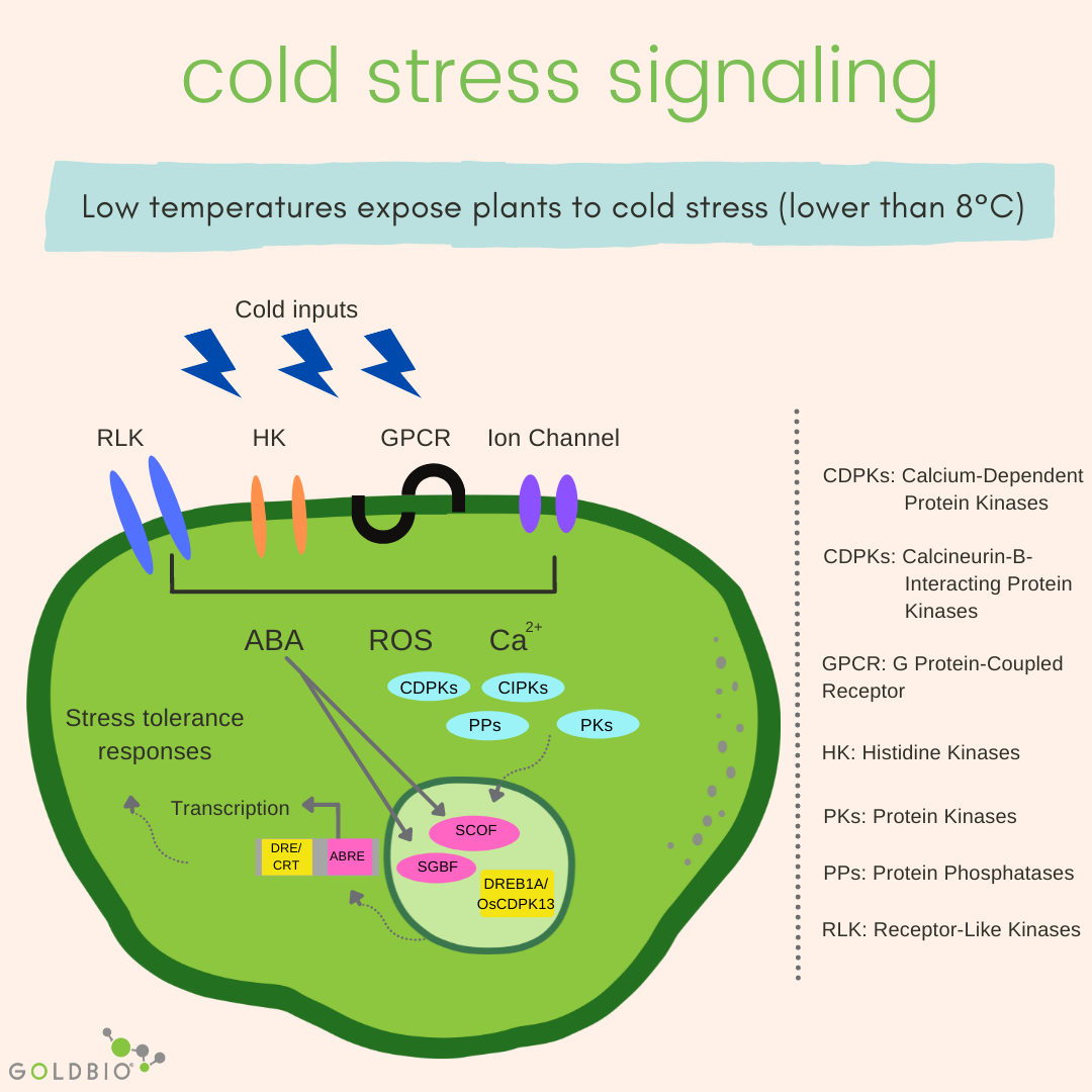 How Plants Deal With Stress: The Science Behind Plant Stress Signaling ...