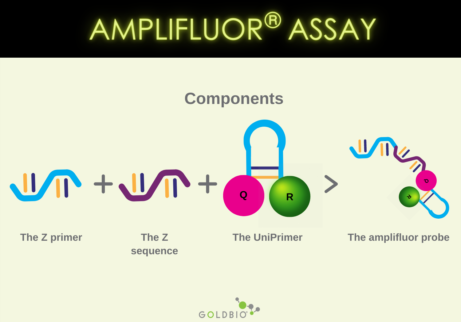 Overview: Types of PCR Probes | GoldBio