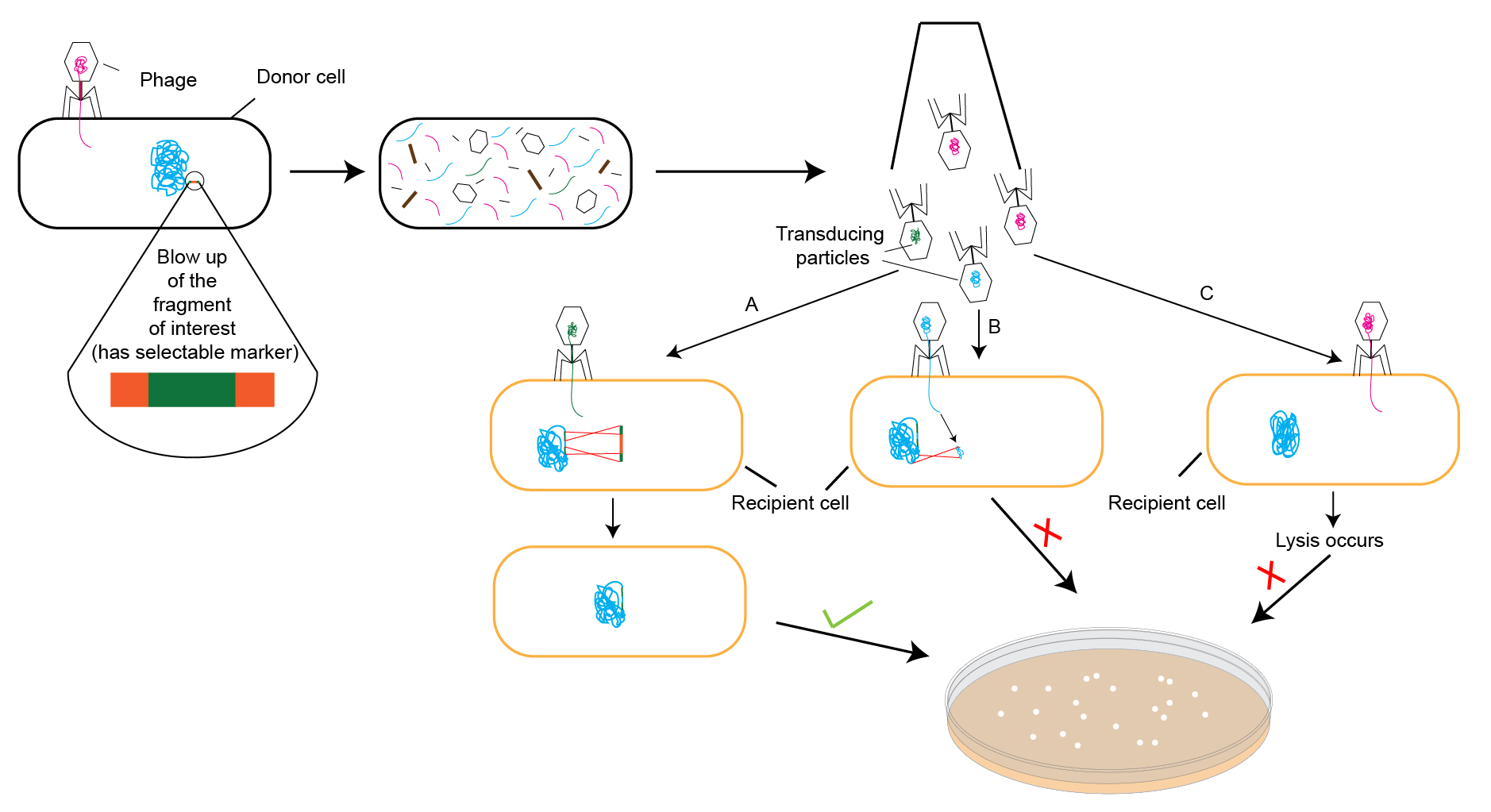 Transduction: P1vir Phage Overview - the mechanisms, characteristics ...