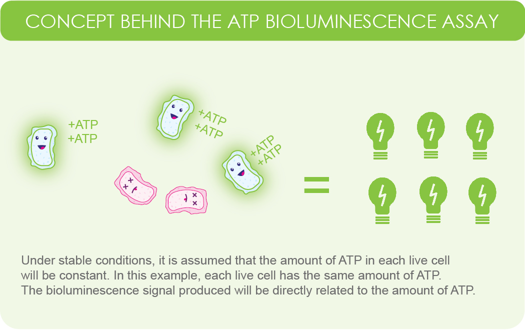 A Quick and Helpful Introduction to the ATP Bioluminescence Assay | GoldBio
