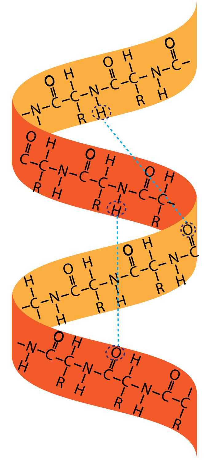 Introduction to proteins in molecular biology | GoldBio
