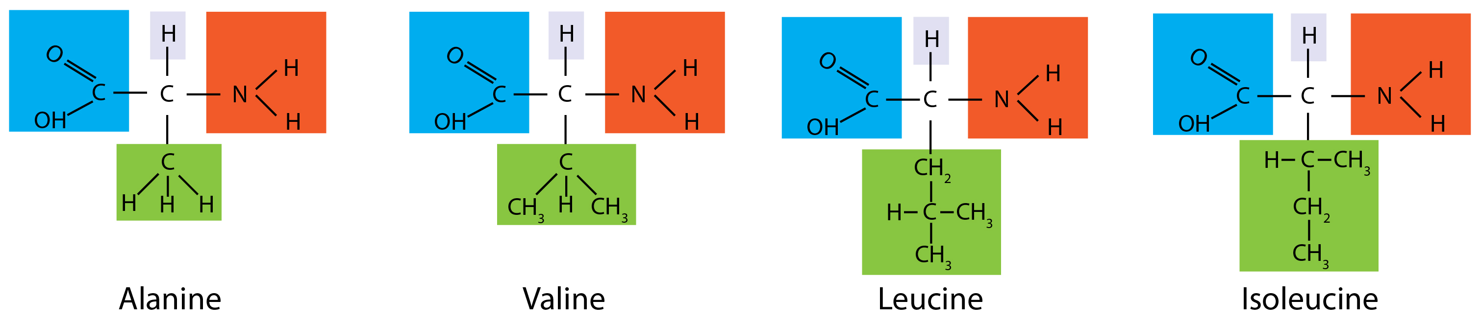 Introduction to proteins in molecular biology | GoldBio