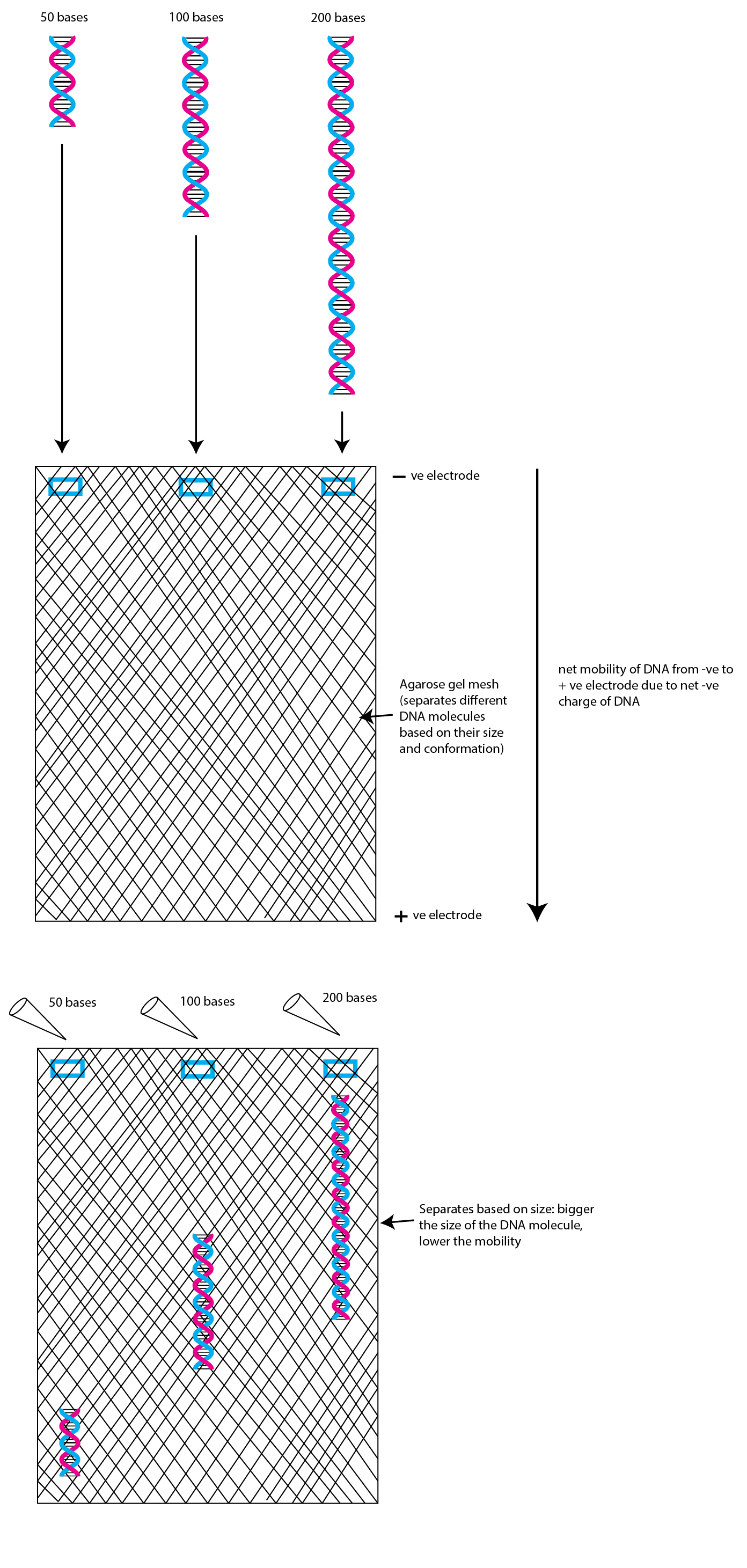 DNA Gel Electrophoresis Introduction & Overview | GoldBio