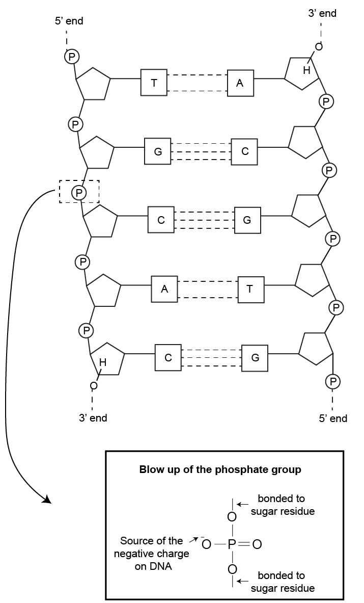 DNA Gel Electrophoresis Introduction & Overview | GoldBio