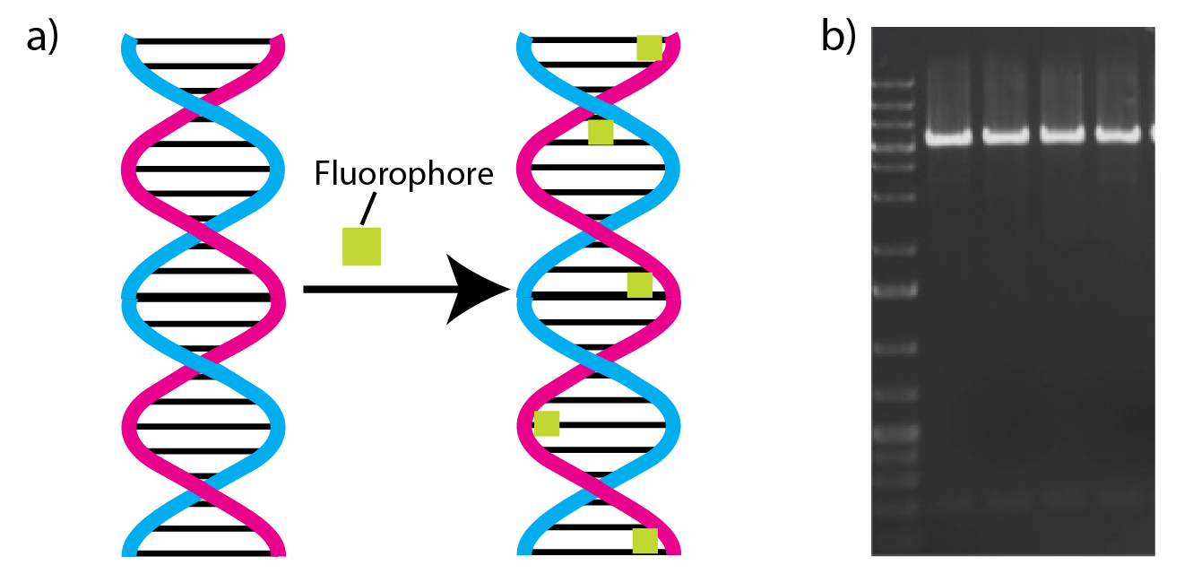DNA Gel Electrophoresis Introduction & Overview | GoldBio