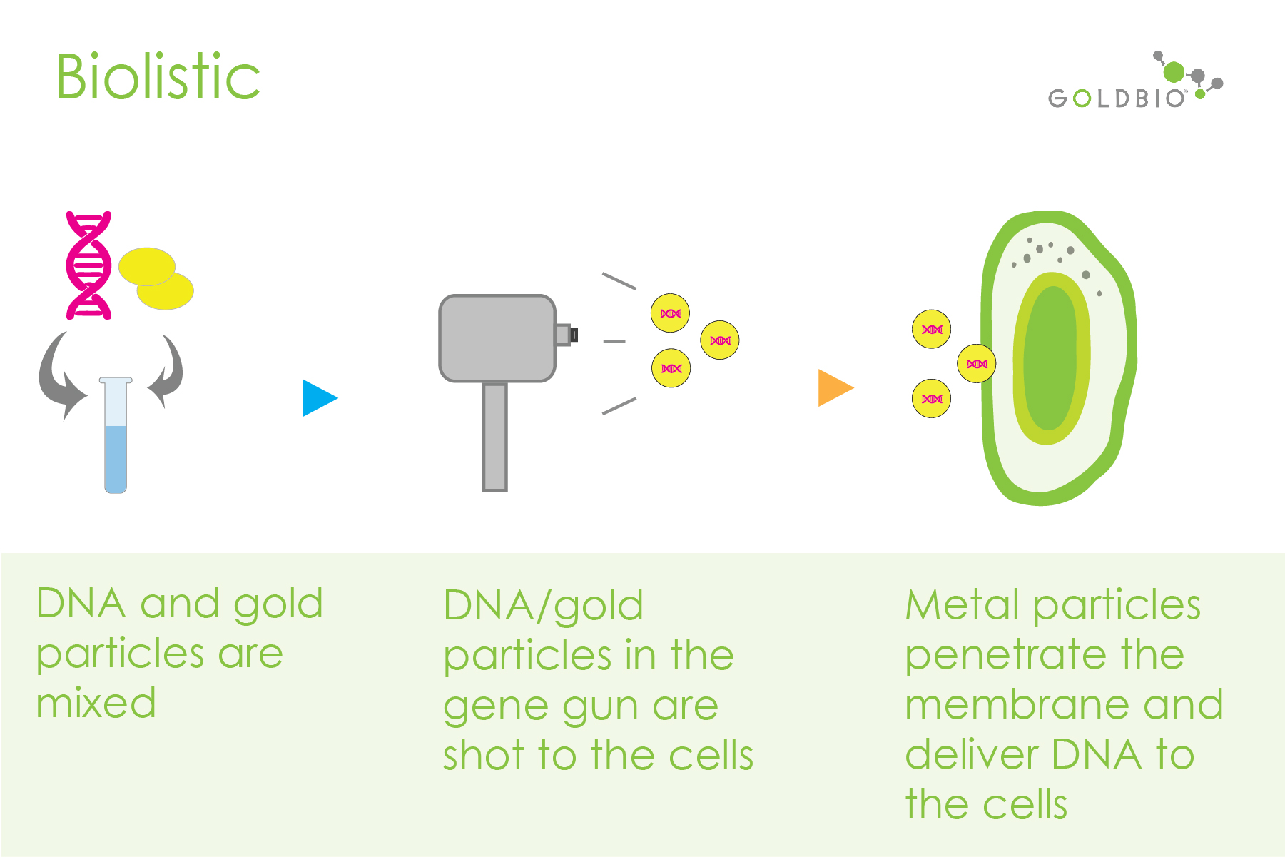 Deep Dive Into Plant Transformation Protocols: Protoplast-Mediated, Biolistic-Mediated and ...