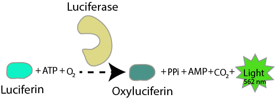 Using Firefly's Light to Find a New Cure | GoldBio