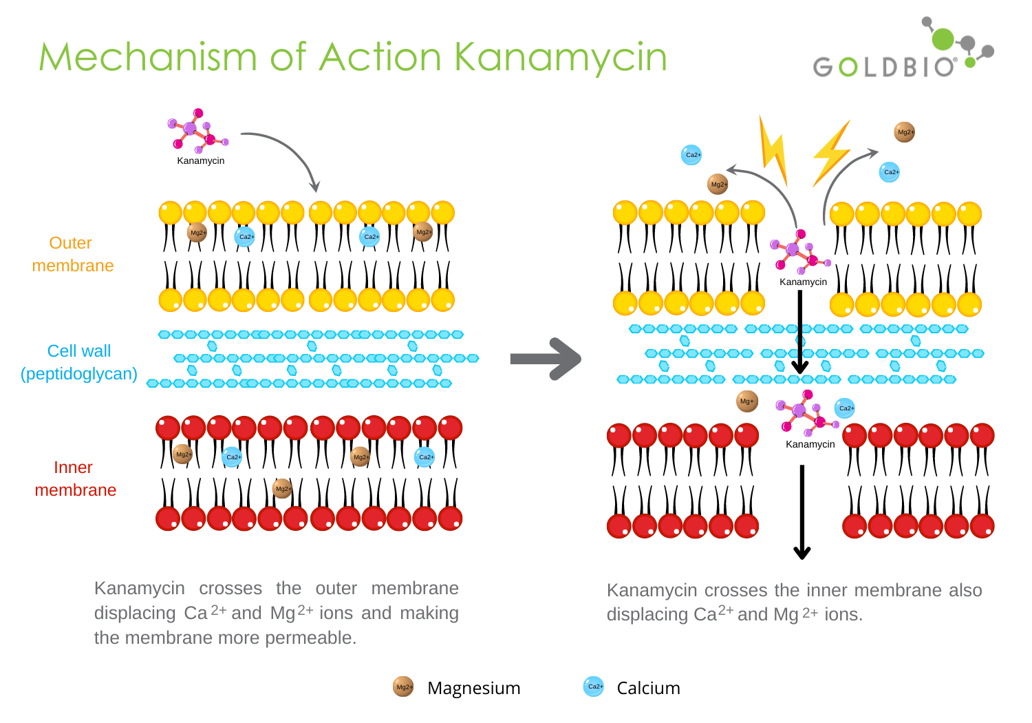 19 Common Questions About Kanamycin | GoldBio