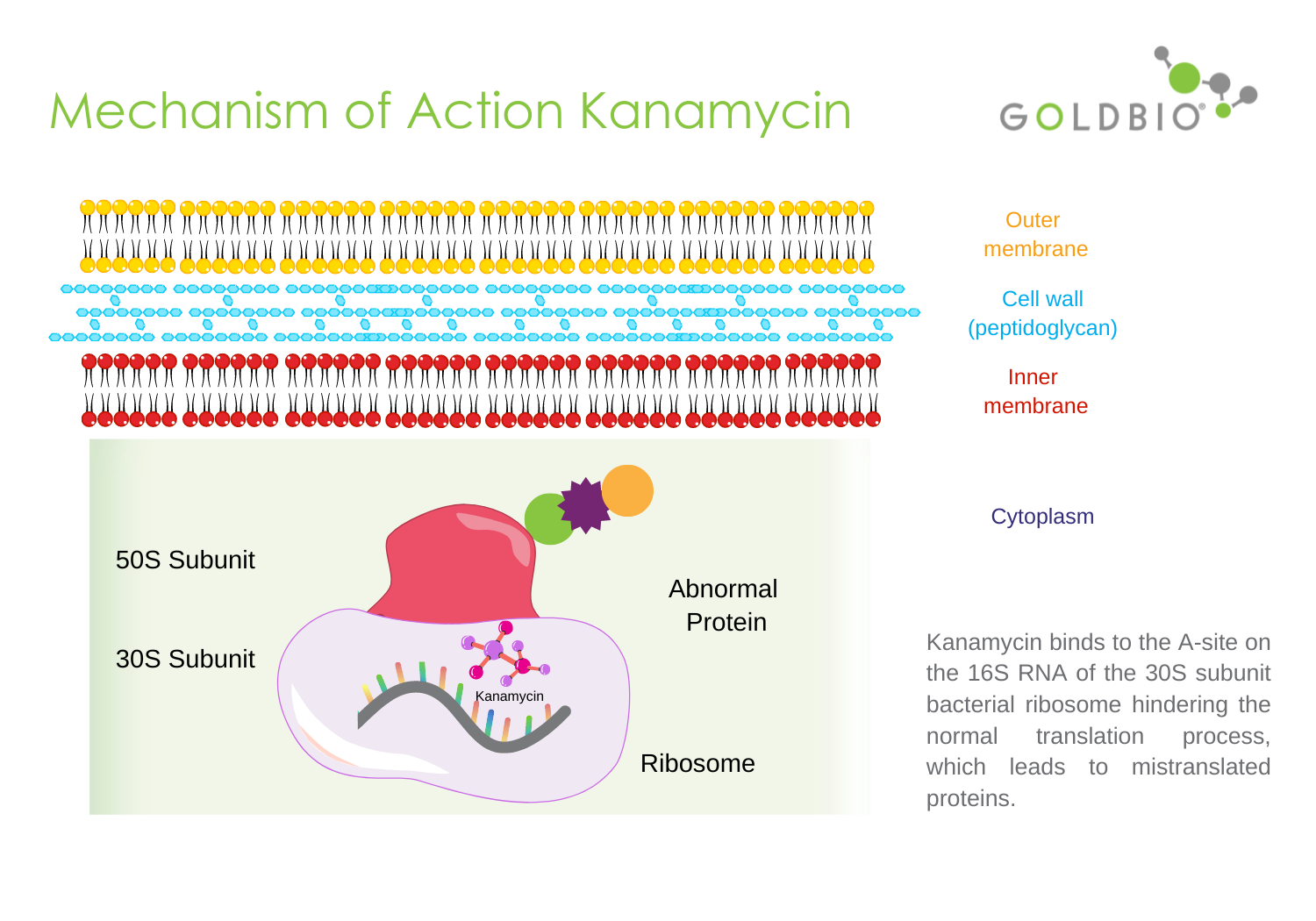 19 Common Questions About Kanamycin | GoldBio