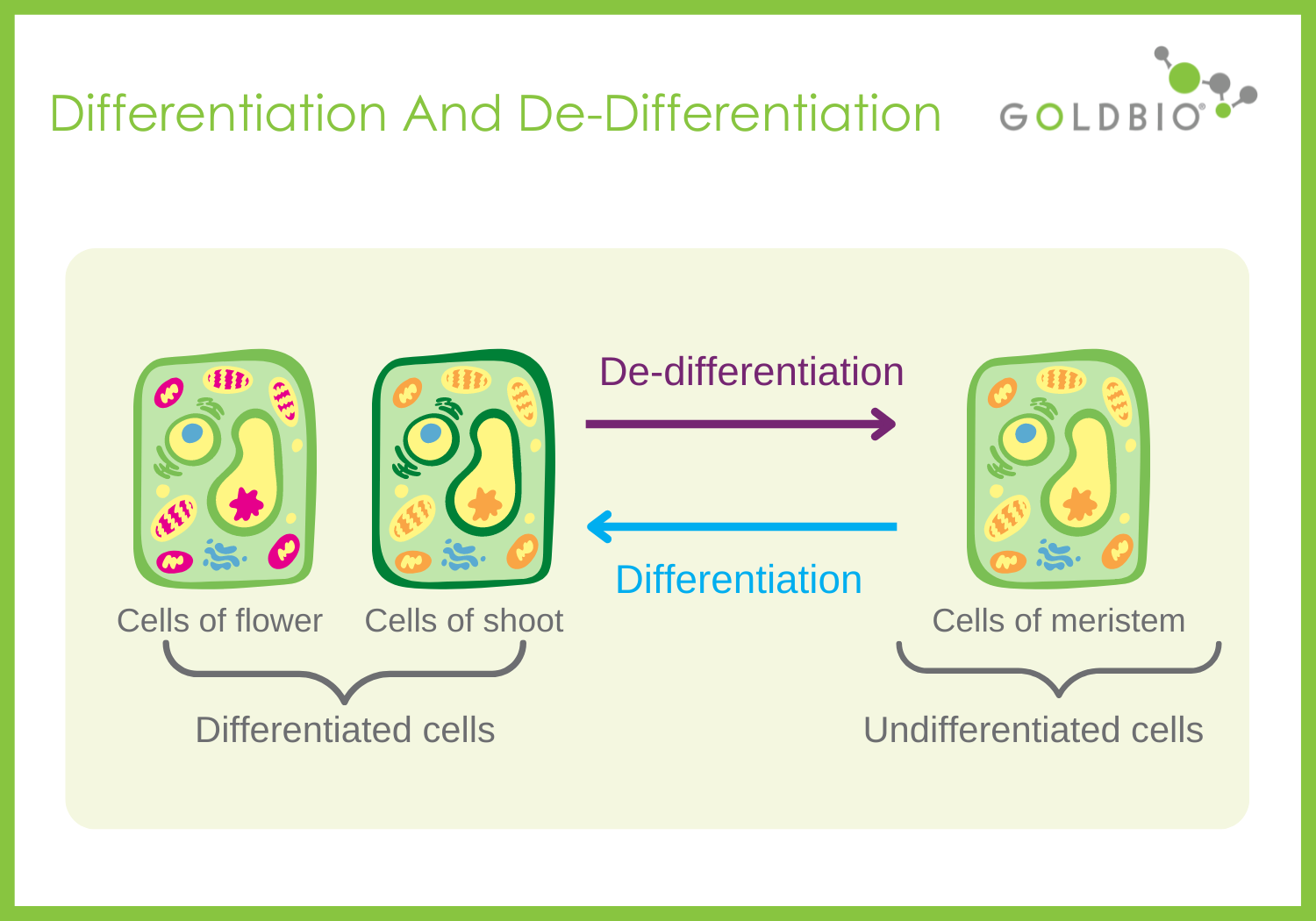 All About Plant Explants and Calli – A Quick Overview | GoldBio