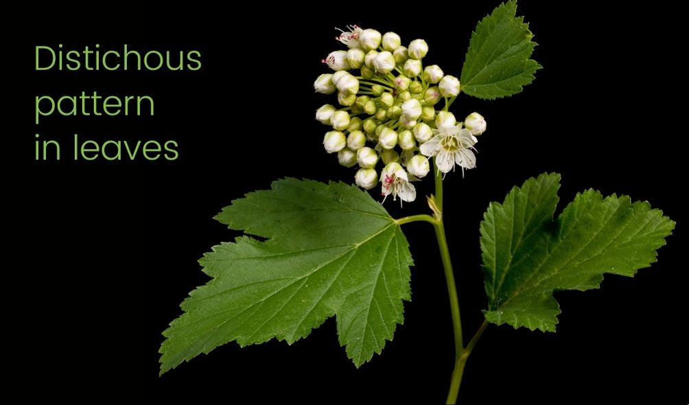 Indoor plants: Characteristics to Look for & Types to Choose | GoldBio