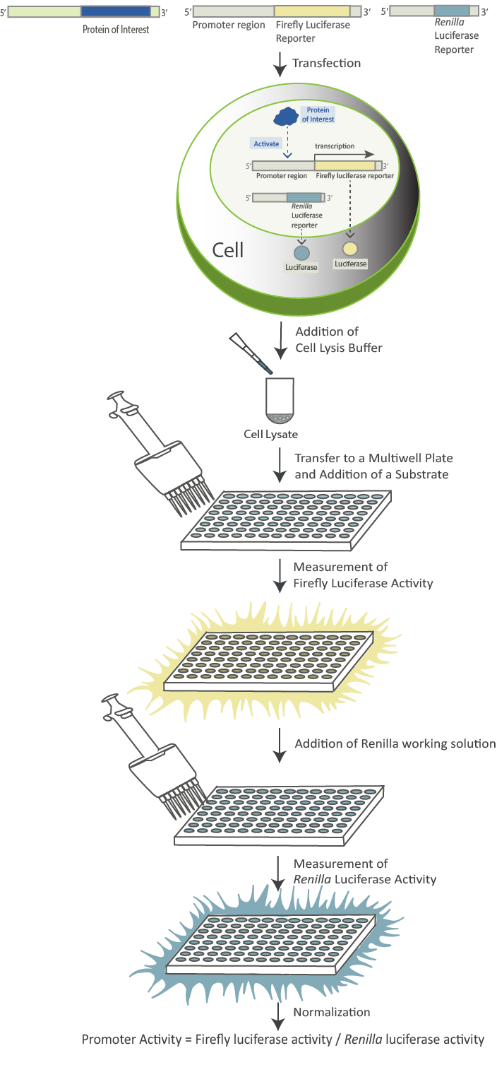 Luciferase-based Reporter Assay Troubleshooting Guide | GoldBio