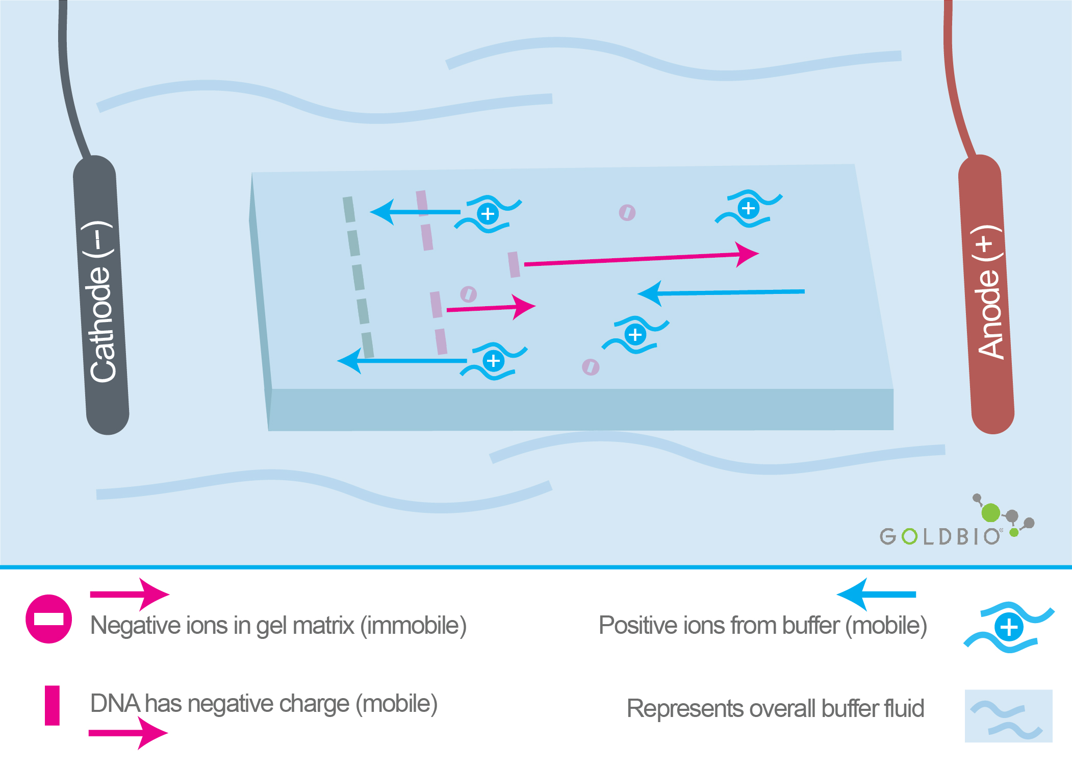 Agarose LE vs. Agarose – What’s the Difference? | GoldBio