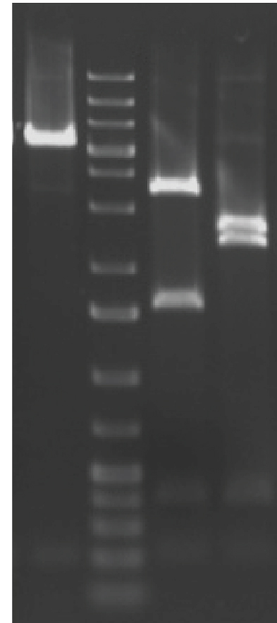 DNA Gel Electrophoresis Introduction & Overview | GoldBio