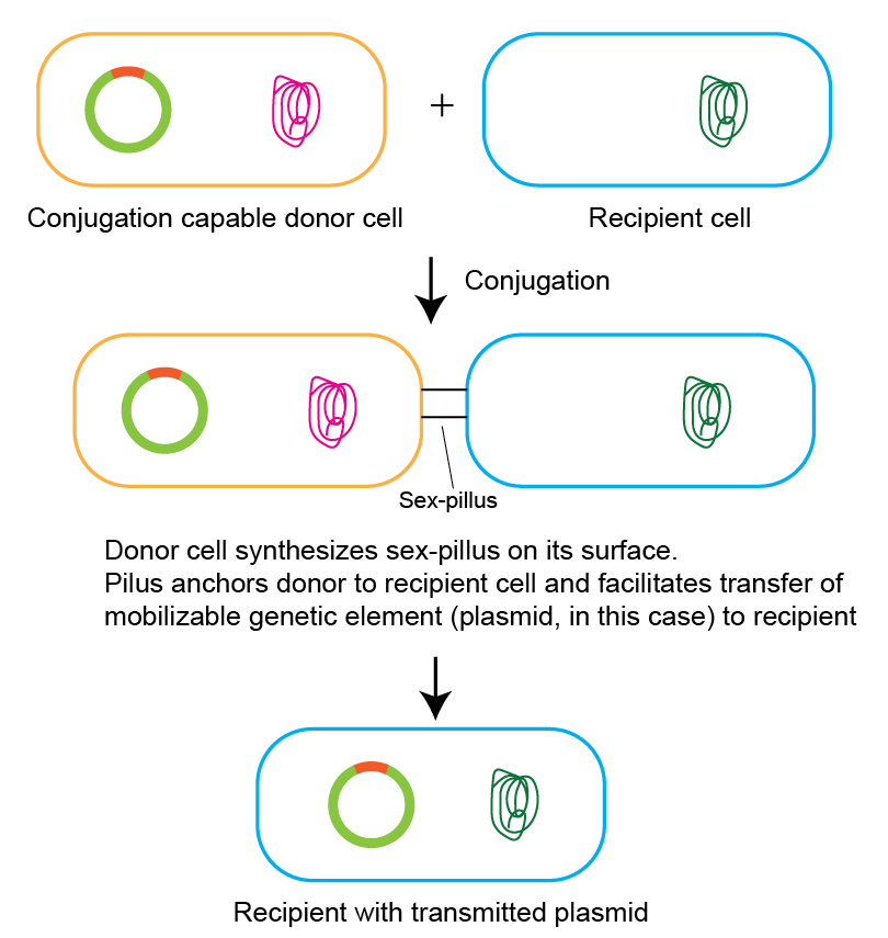 Bacterial Gene Manipulation by Horizontal Gene Transfer (HGT) | GoldBio