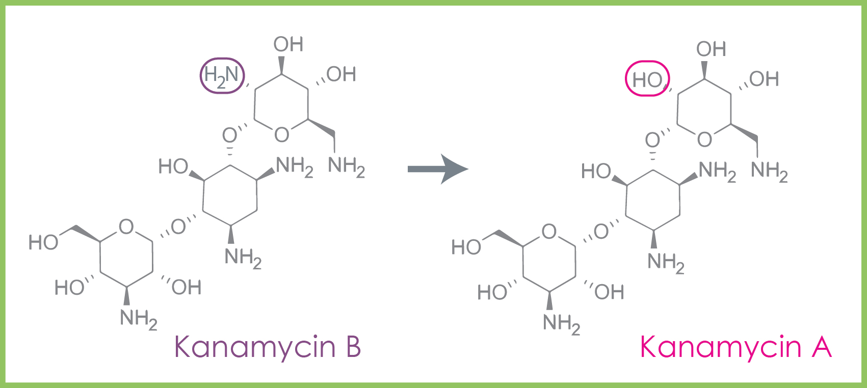 19 Common Questions About Kanamycin | GoldBio