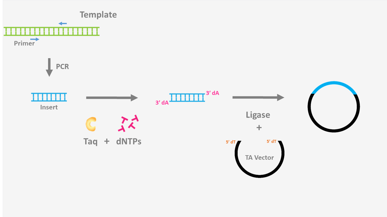 Overview Of T4 Dna Ligase What It Is How It Works Free Nude Porn Photos Overview Of T4 Dna Ligase What It Is How It Works Free Nude Porn Photos