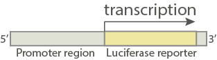 A Deep Dive Into the Luciferase Assay: What It is, How It Works and ...