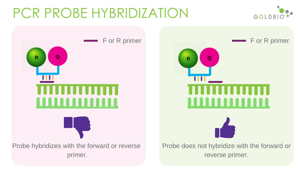 How to choose a PCR Probe | GoldBio