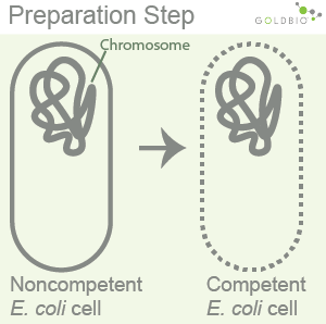 Understanding Competent Cells for Bacterial Transformation | GoldBio