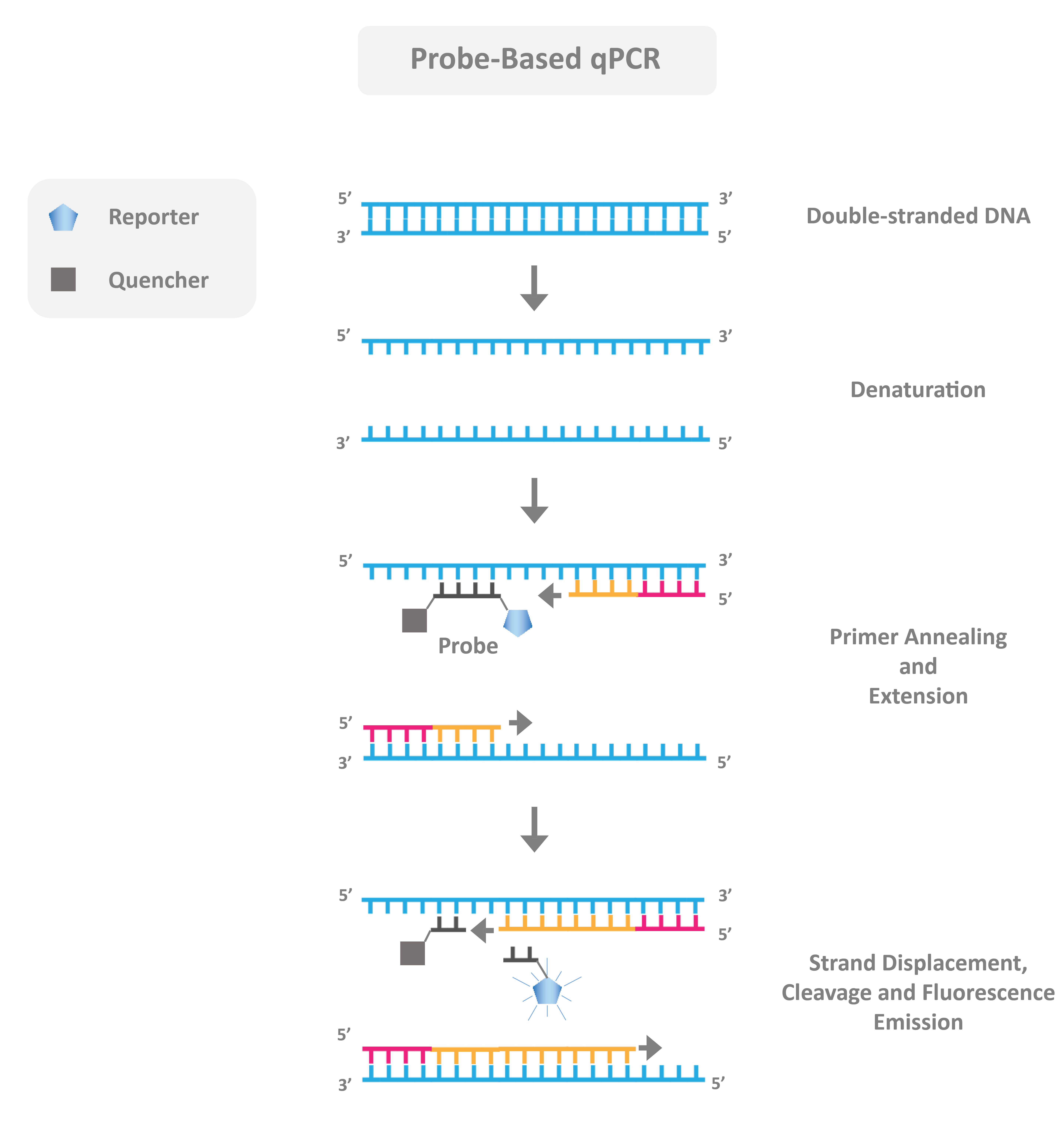  How Much Dna Template For Pcr 