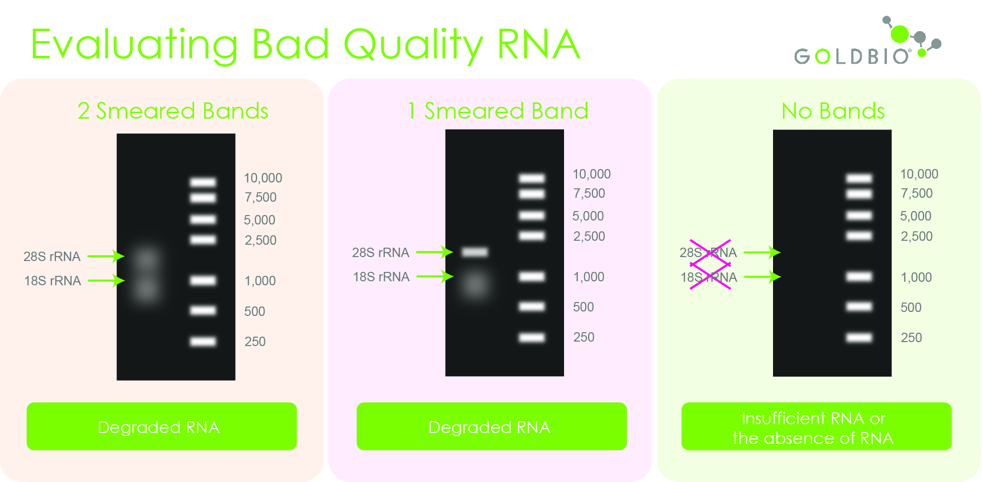 Mops Rna Gel Electrophoresis Protocol at Jerome Cairns blog