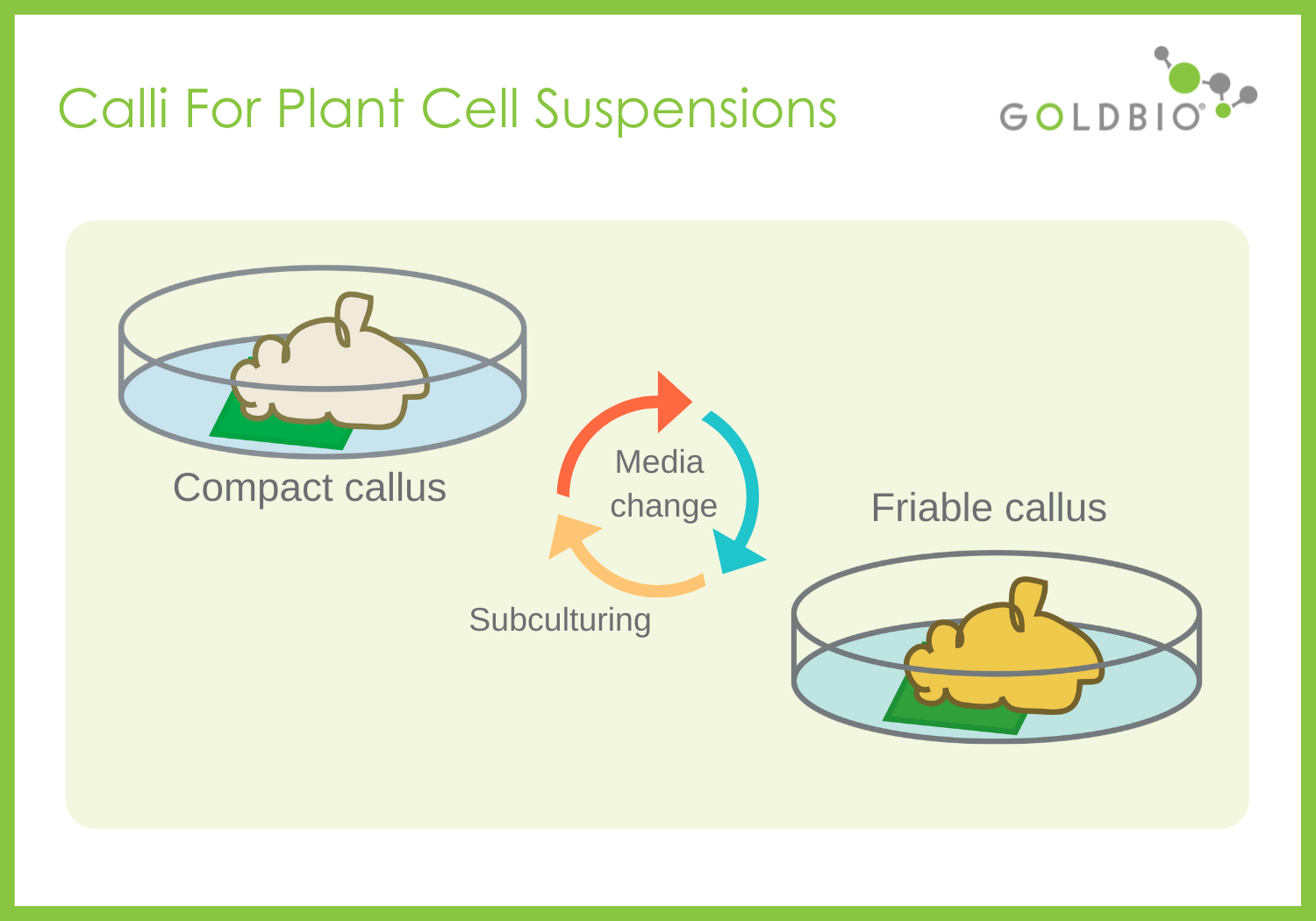 All About Plant Cell Suspension Cultures: What Is It and How to ...
