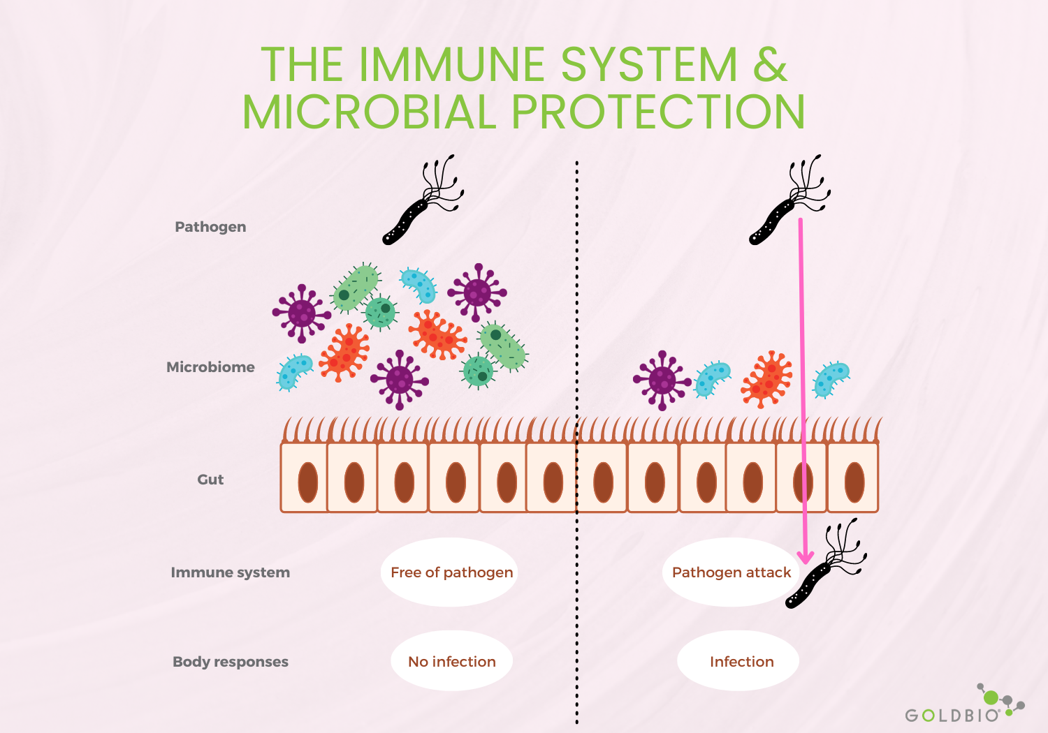 Human Infections and the Microbiome | GoldBio