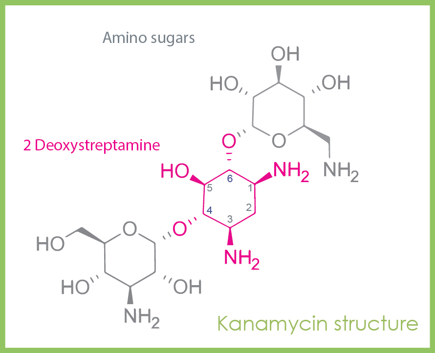 19 Common Questions About Kanamycin | GoldBio