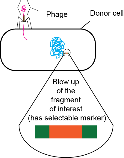 Transduction: P1vir Phage Overview - the mechanisms, characteristics ...