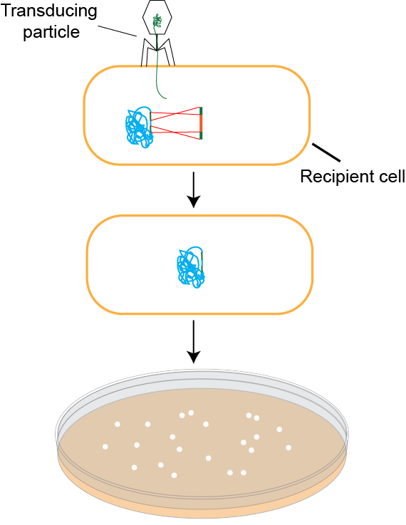Transduction: P1vir Phage Overview - the mechanisms, characteristics ...