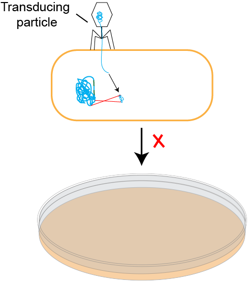 Transduction: P1vir Phage Overview - the mechanisms, characteristics ...