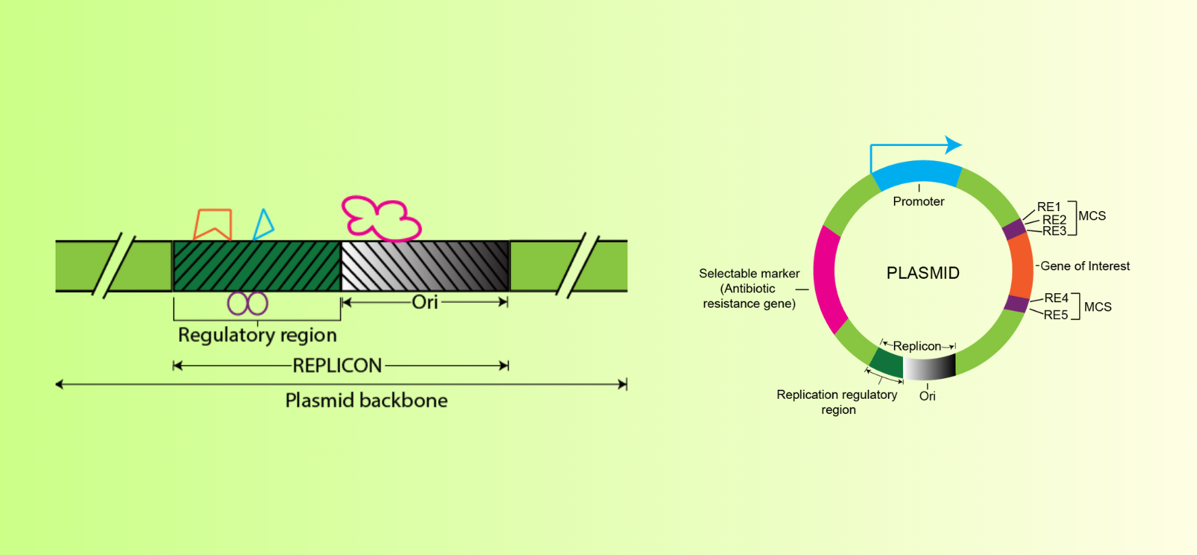 Cloning Vectors: Essential Features | GoldBio