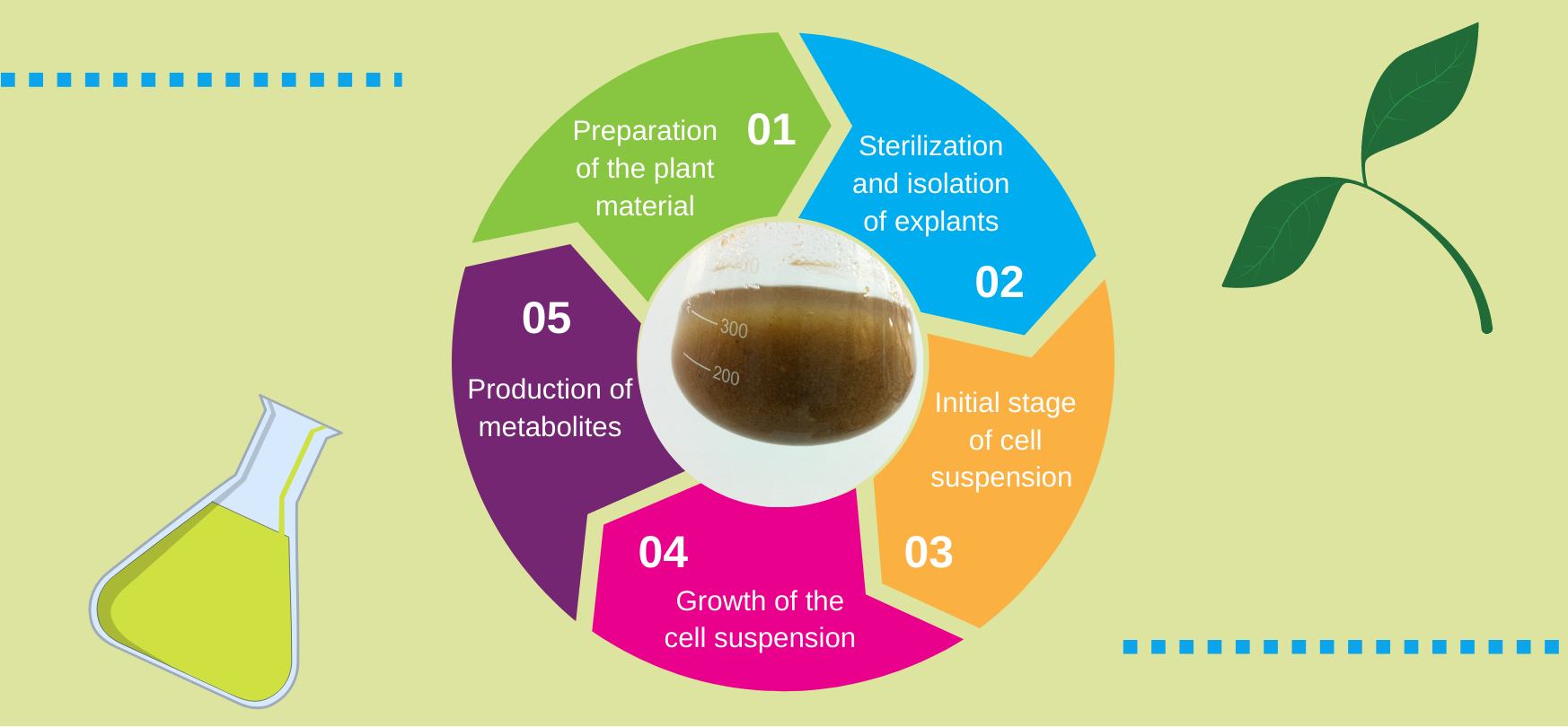 All About Plant Cell Suspension Cultures: What Is It and How to ...