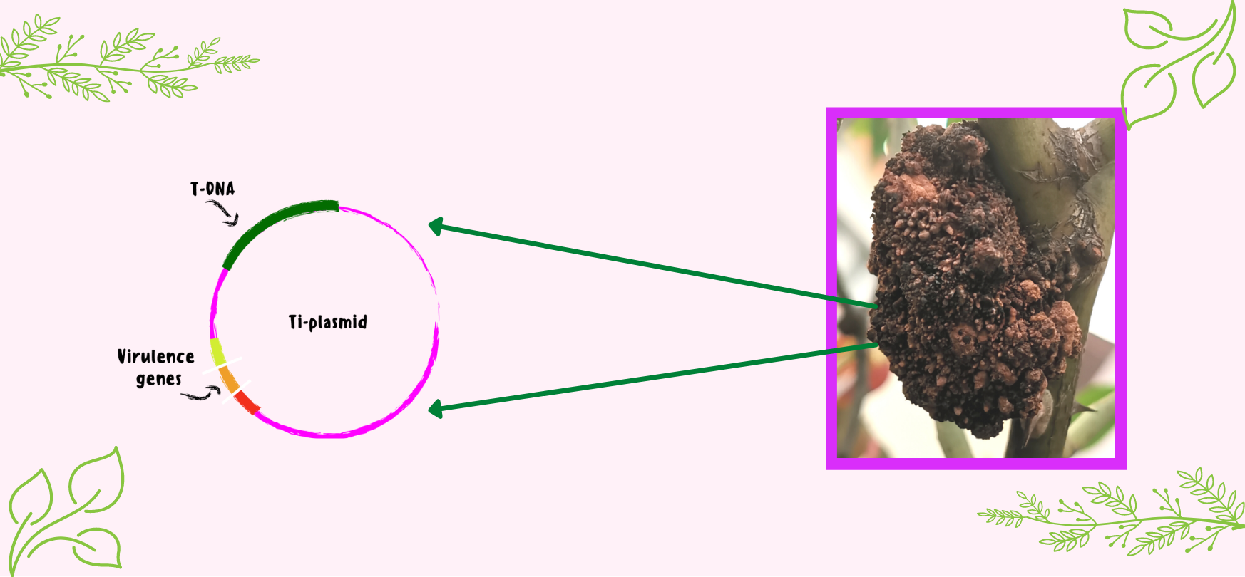 A Guide to T-DNA Binary Vectors in Plant Transformation | GoldBio