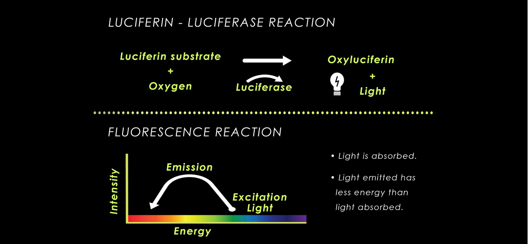 How Different Luciferin-Luciferase Systems Are Used In Biotechnology ...