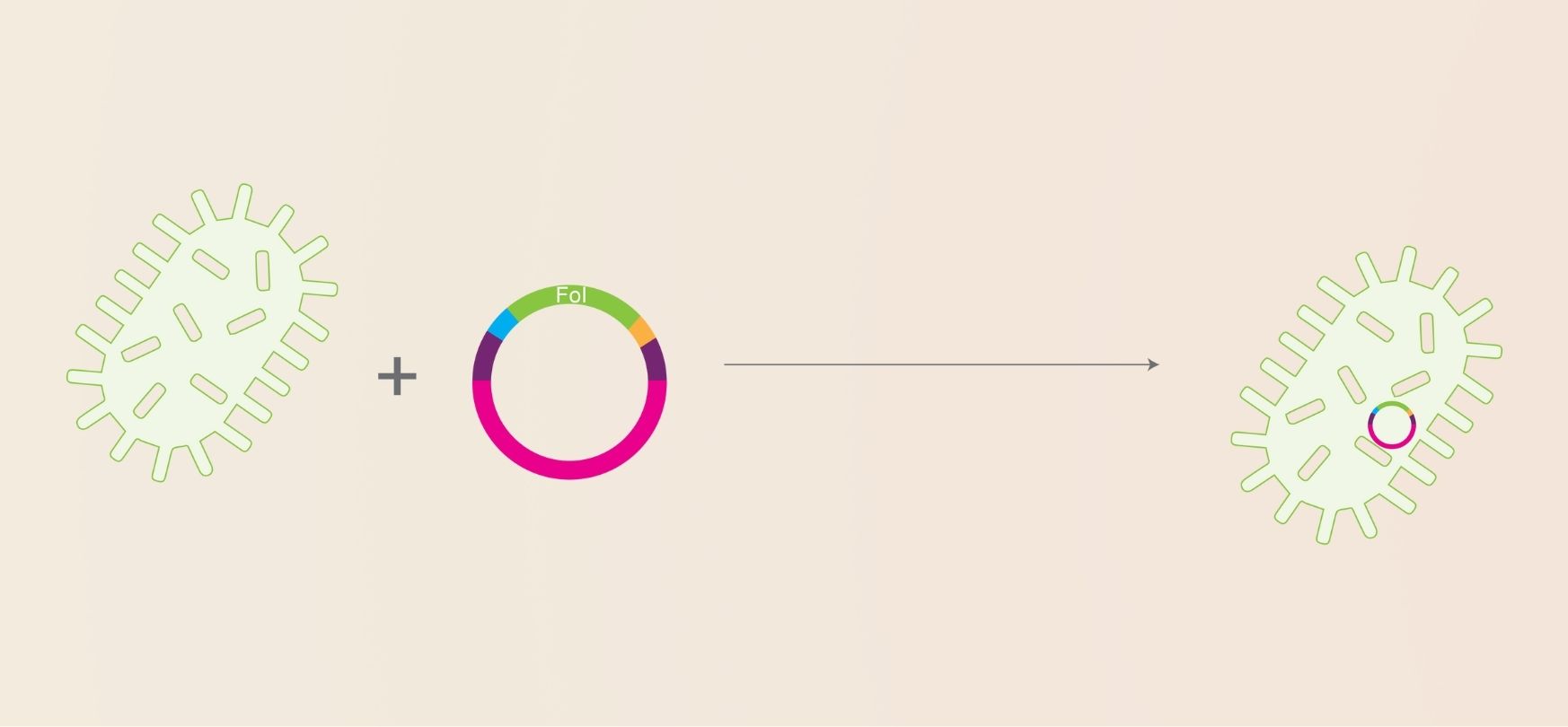 Cloning Vectors: Essential Features | GoldBio