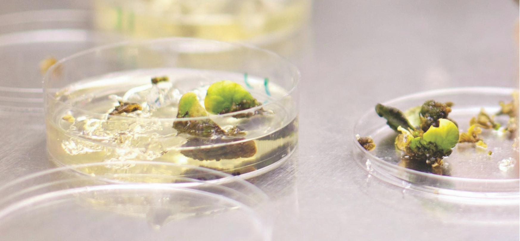 A Guide to T-DNA Binary Vectors in Plant Transformation | GoldBio