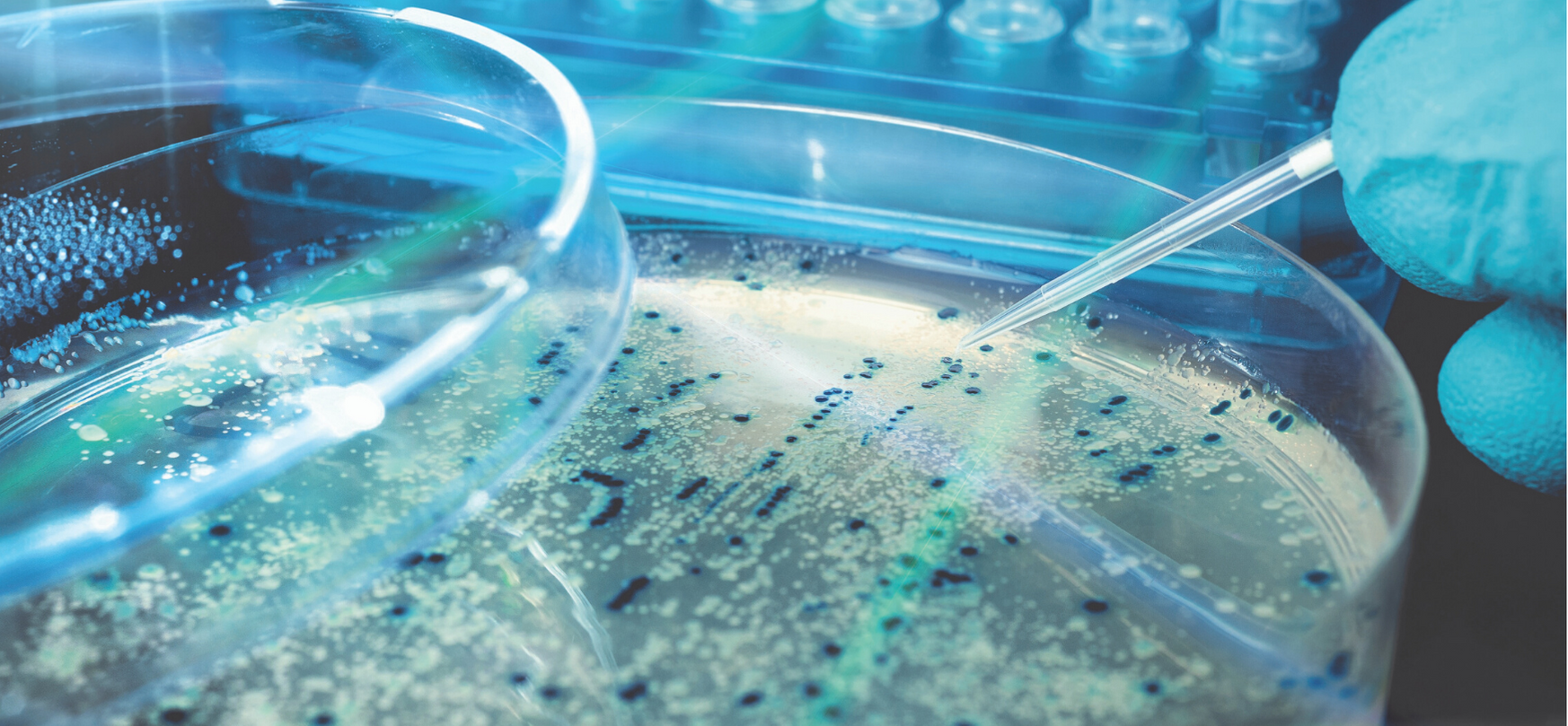 Troubleshooting: Satellite Colonies | GoldBio