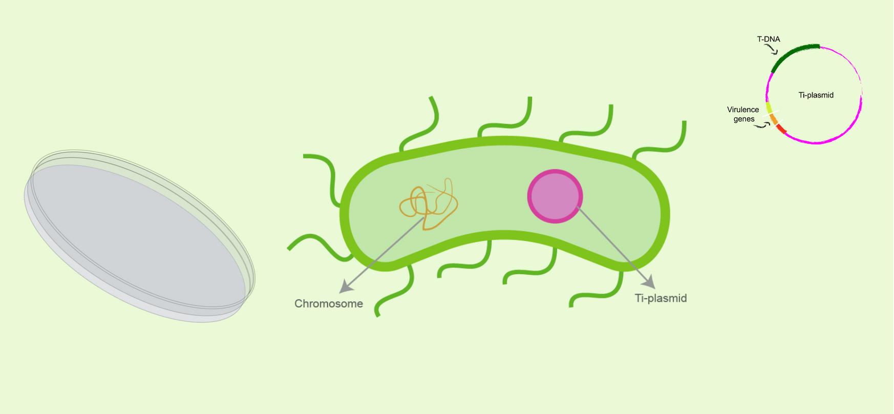 A Quick Overview of Agrobacterium for Plant Transformation | GoldBio